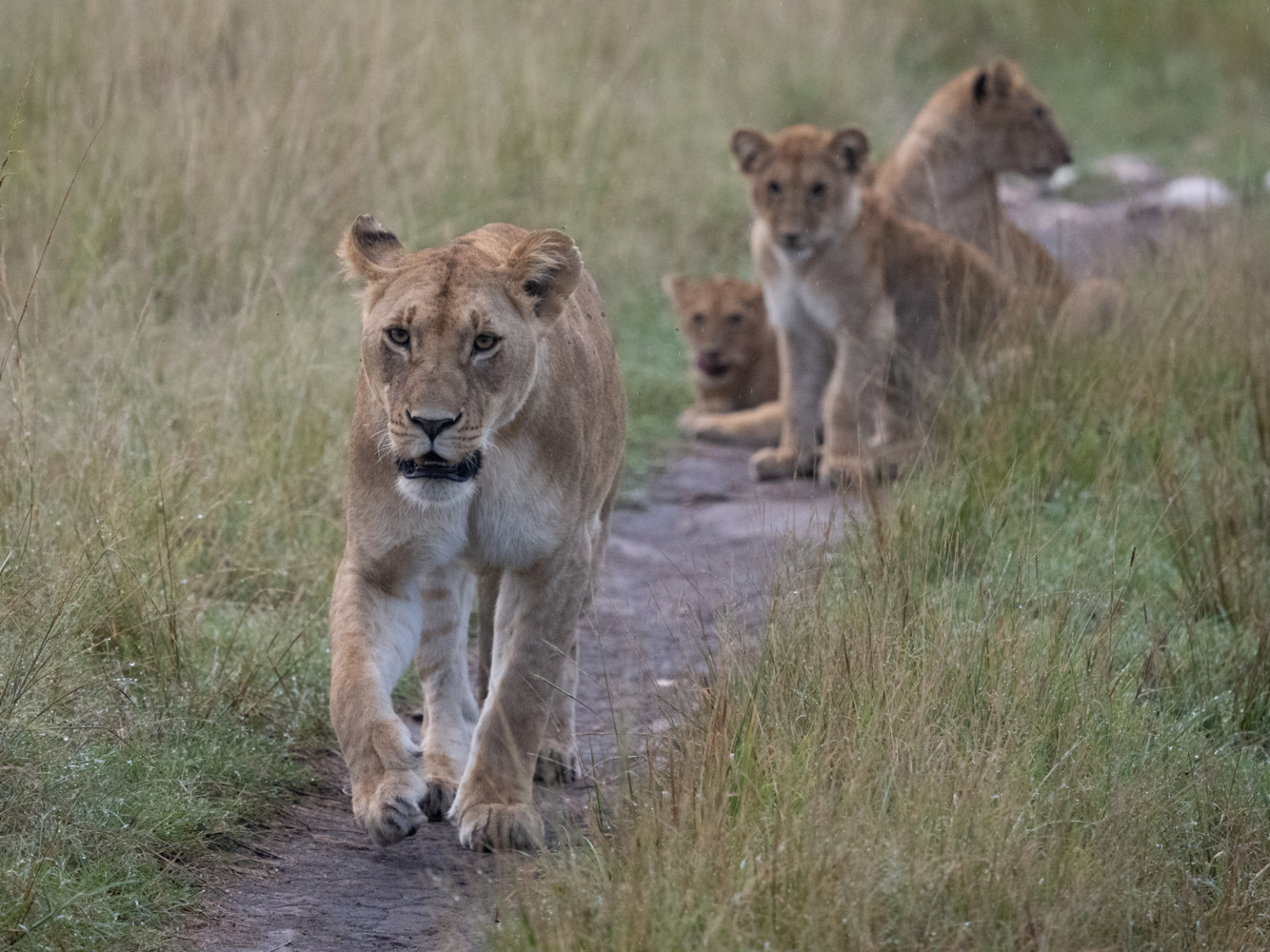 9 Tips For Capturing Wildlife in Motion | PetaPixel