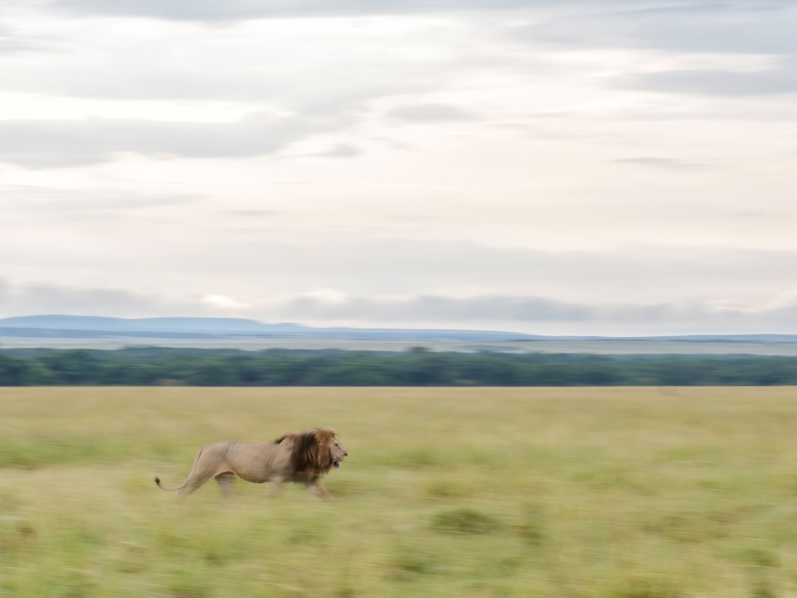 9 Tips For Capturing Wildlife in Motion | PetaPixel