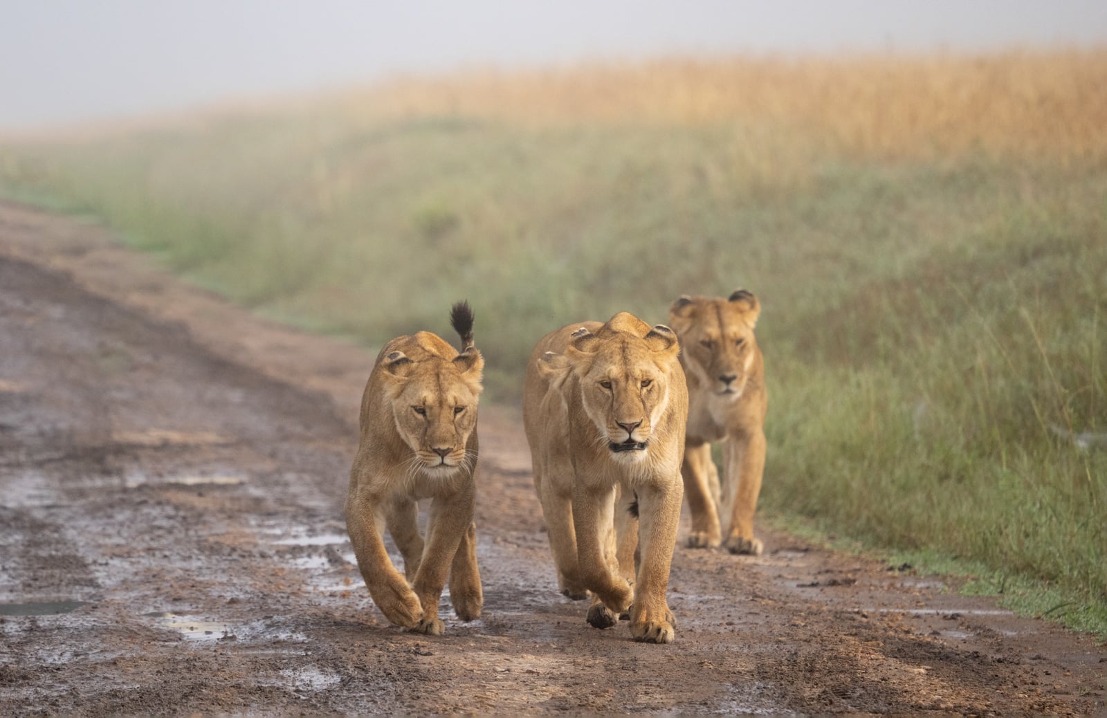 9 Tips For Capturing Wildlife in Motion | PetaPixel