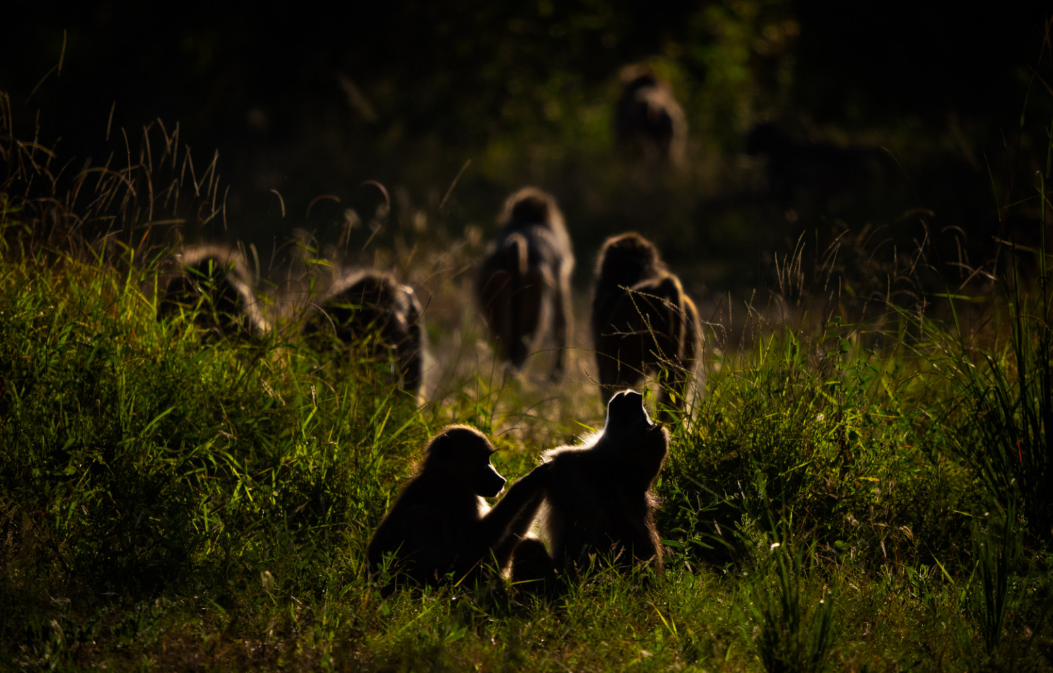 9 Tips For Capturing Wildlife in Motion | PetaPixel