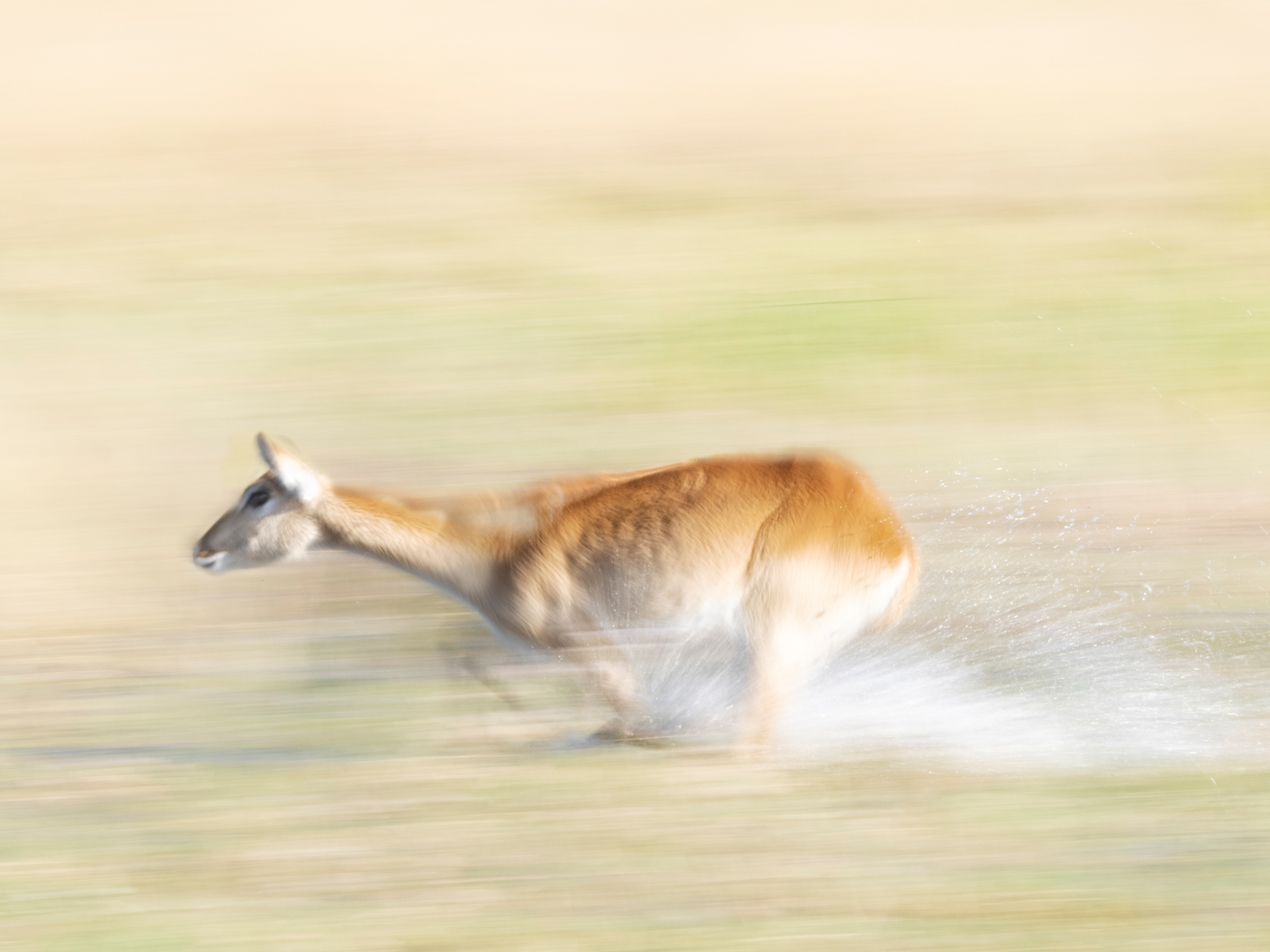 9 Tips For Capturing Wildlife in Motion | PetaPixel