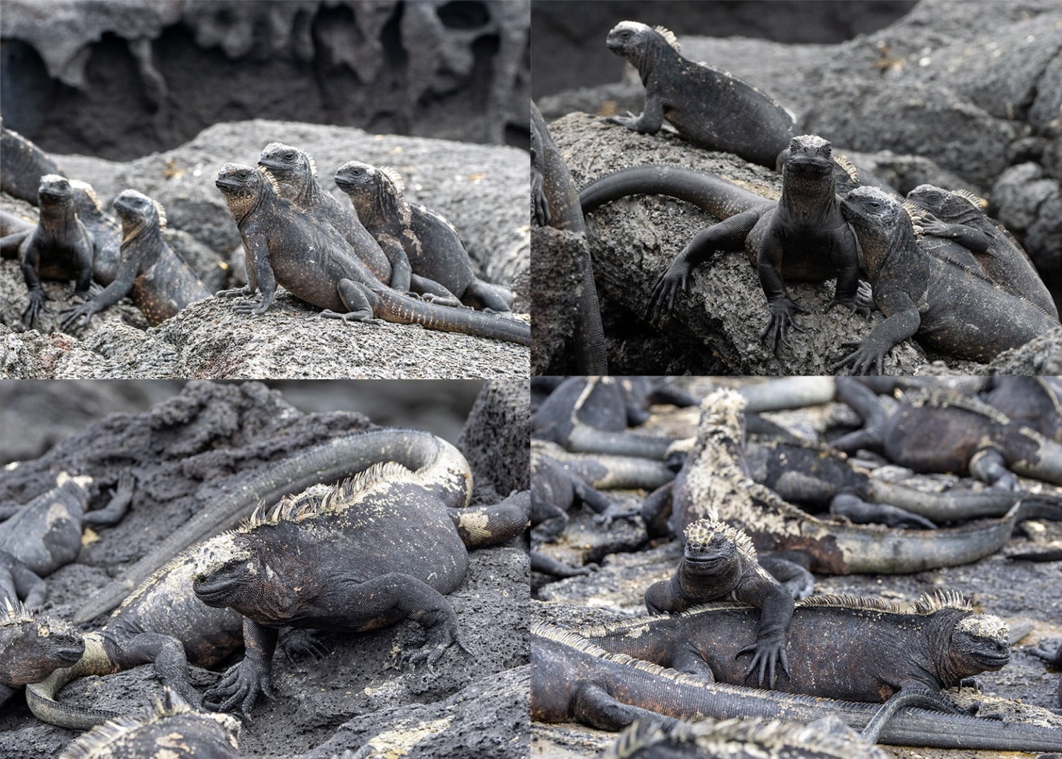 Photographing the Diverse Wildlife and Nature of the Galápagos Islands ...