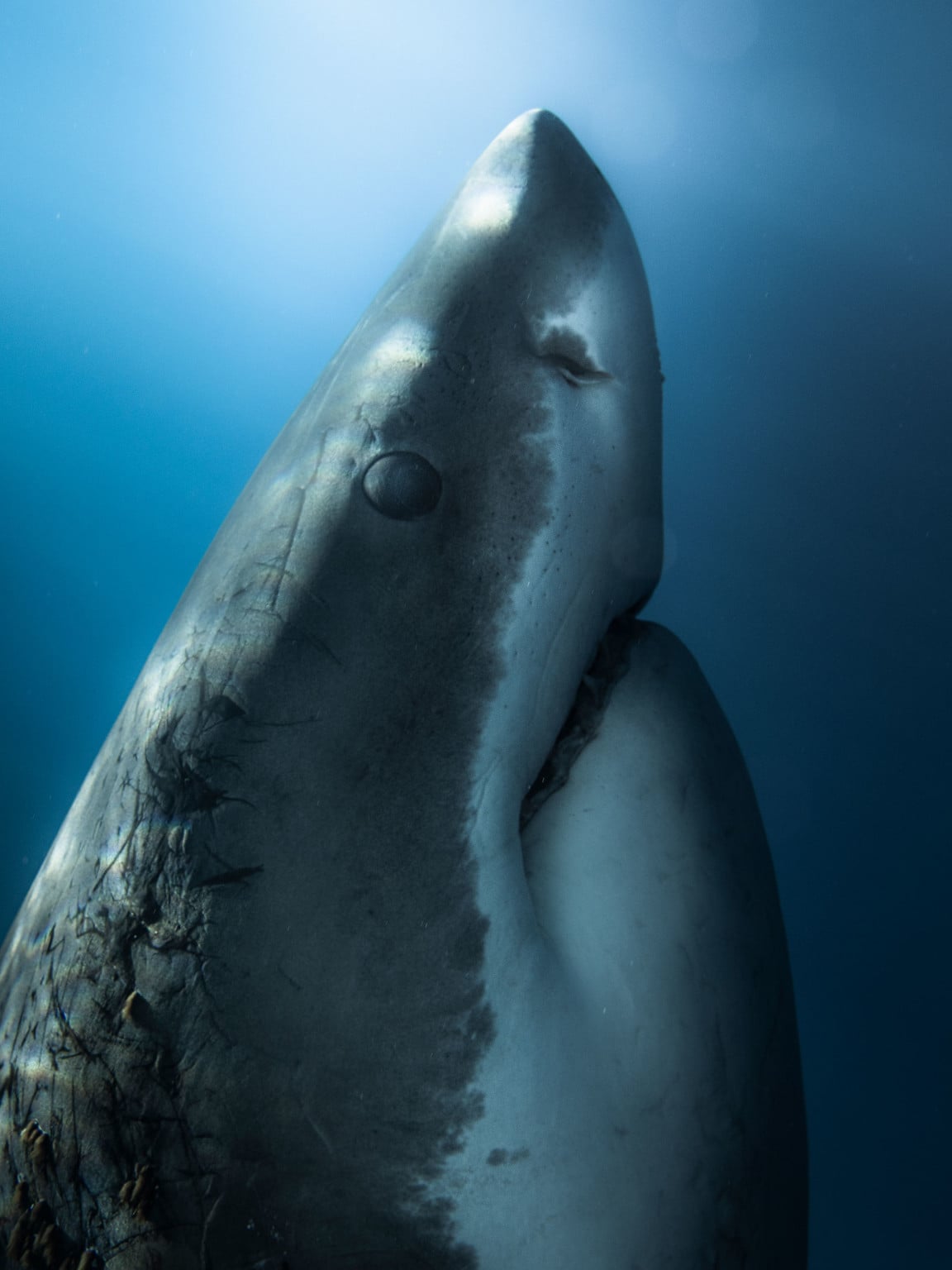 Photographer Mike Coots Captures the Spellbinding Gaze of Wild Sharks ...