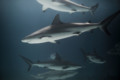 Photographer Mike Coots Captures the Spellbinding Gaze of Wild Sharks ...