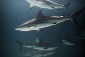 Photographer Mike Coots Captures the Spellbinding Gaze of Wild Sharks ...