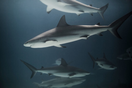 Photographer Mike Coots Captures the Spellbinding Gaze of Wild Sharks ...