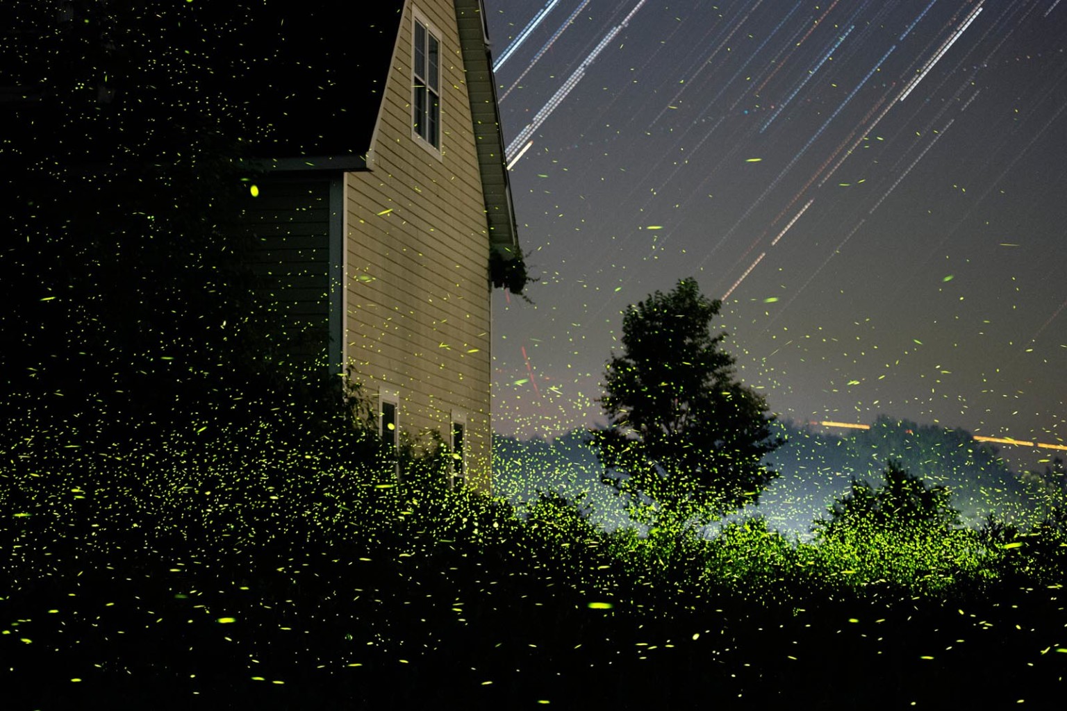 Magical Photos Shed New Light on How Fireflies Interact with the World ...