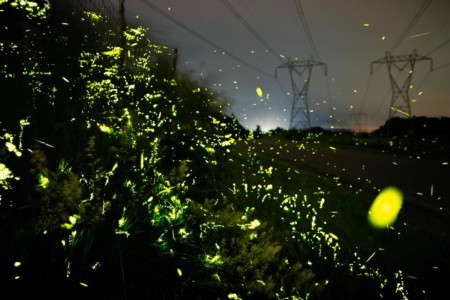 Magical Photos Shed New Light on How Fireflies Interact with the World ...