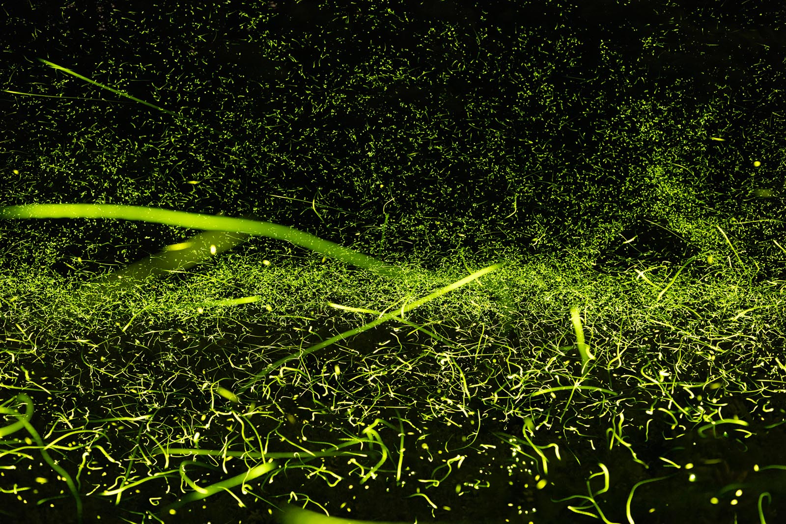 Magical Photos Shed New Light on How Fireflies Interact with the World ...