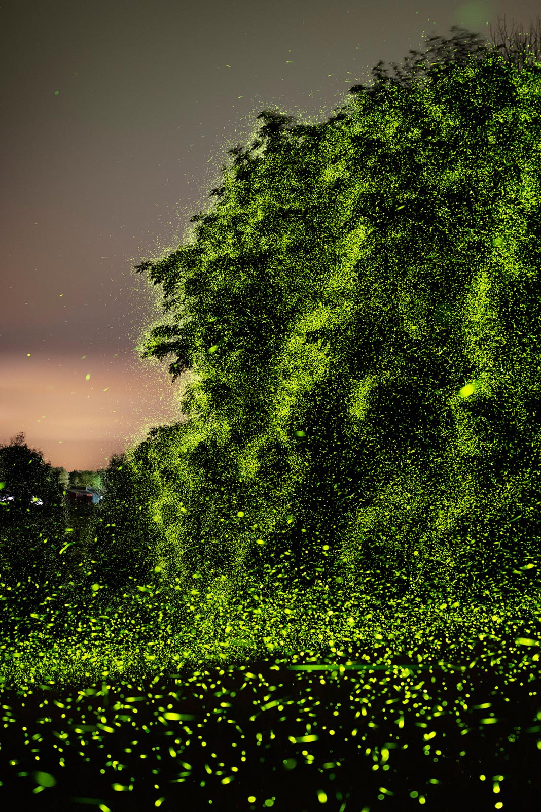 Magical Photos Shed New Light on How Fireflies Interact with the World ...