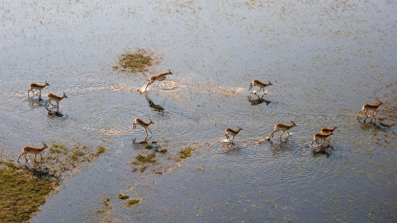 9 Tips For Capturing Wildlife in Motion | PetaPixel