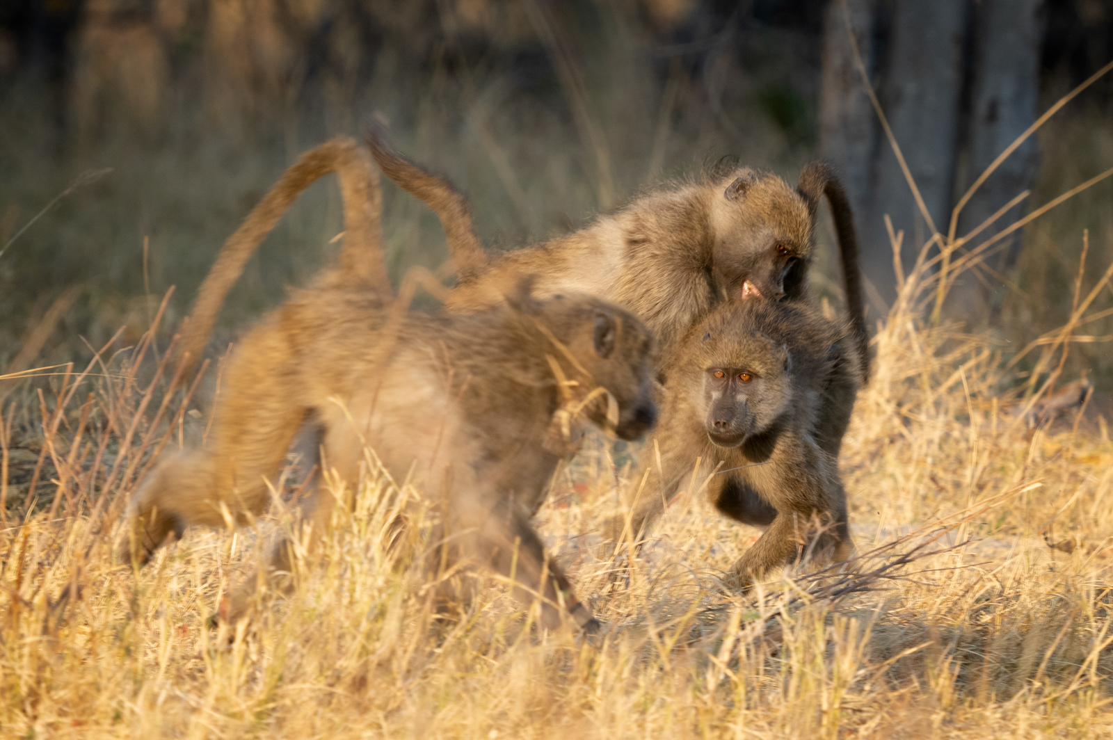 9 Tips For Capturing Wildlife in Motion | PetaPixel