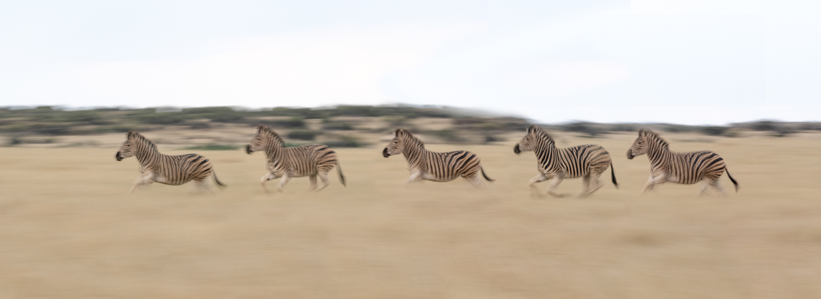 9 Tips For Capturing Wildlife in Motion | PetaPixel