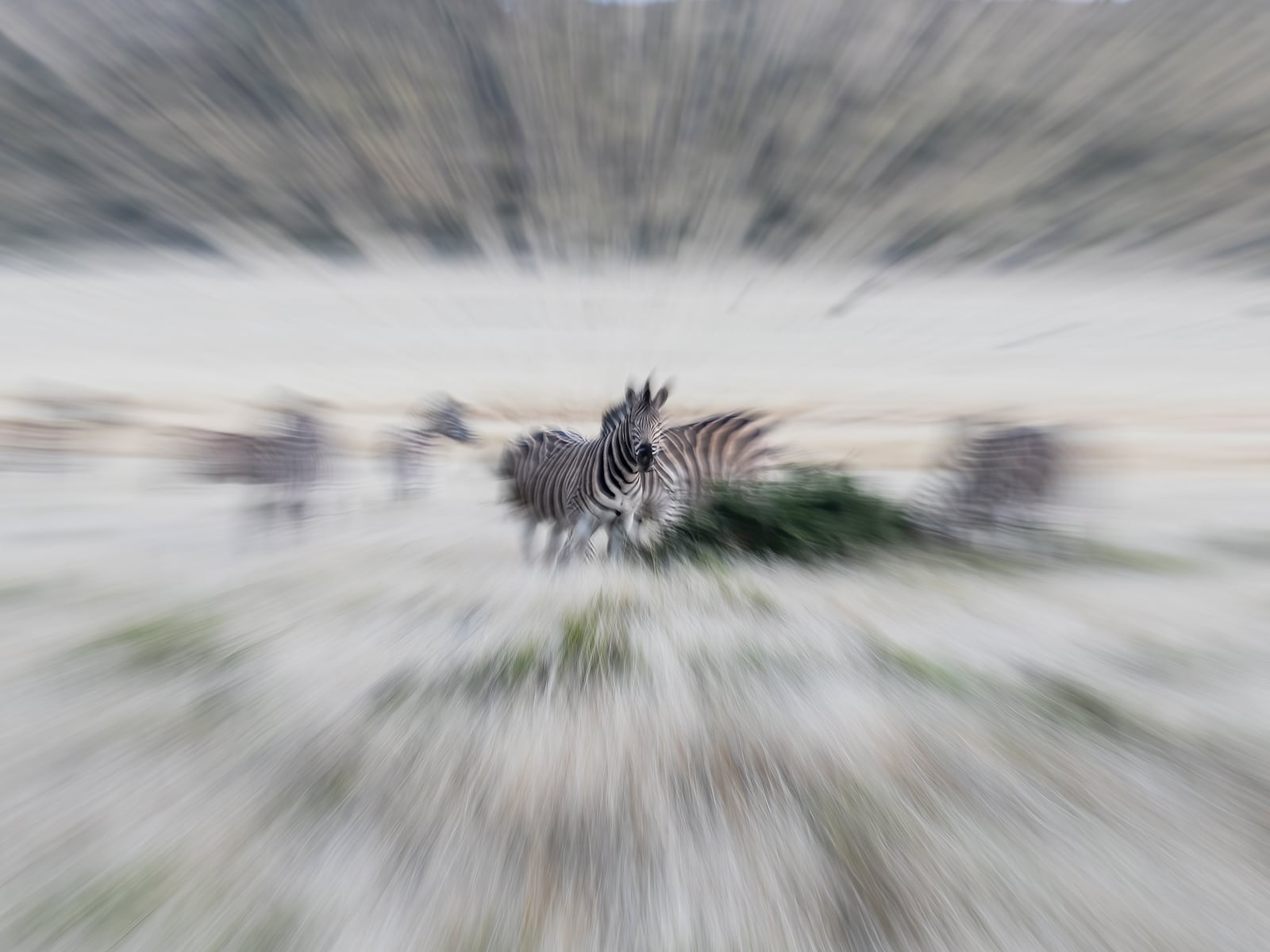 9 Tips For Capturing Wildlife in Motion | PetaPixel