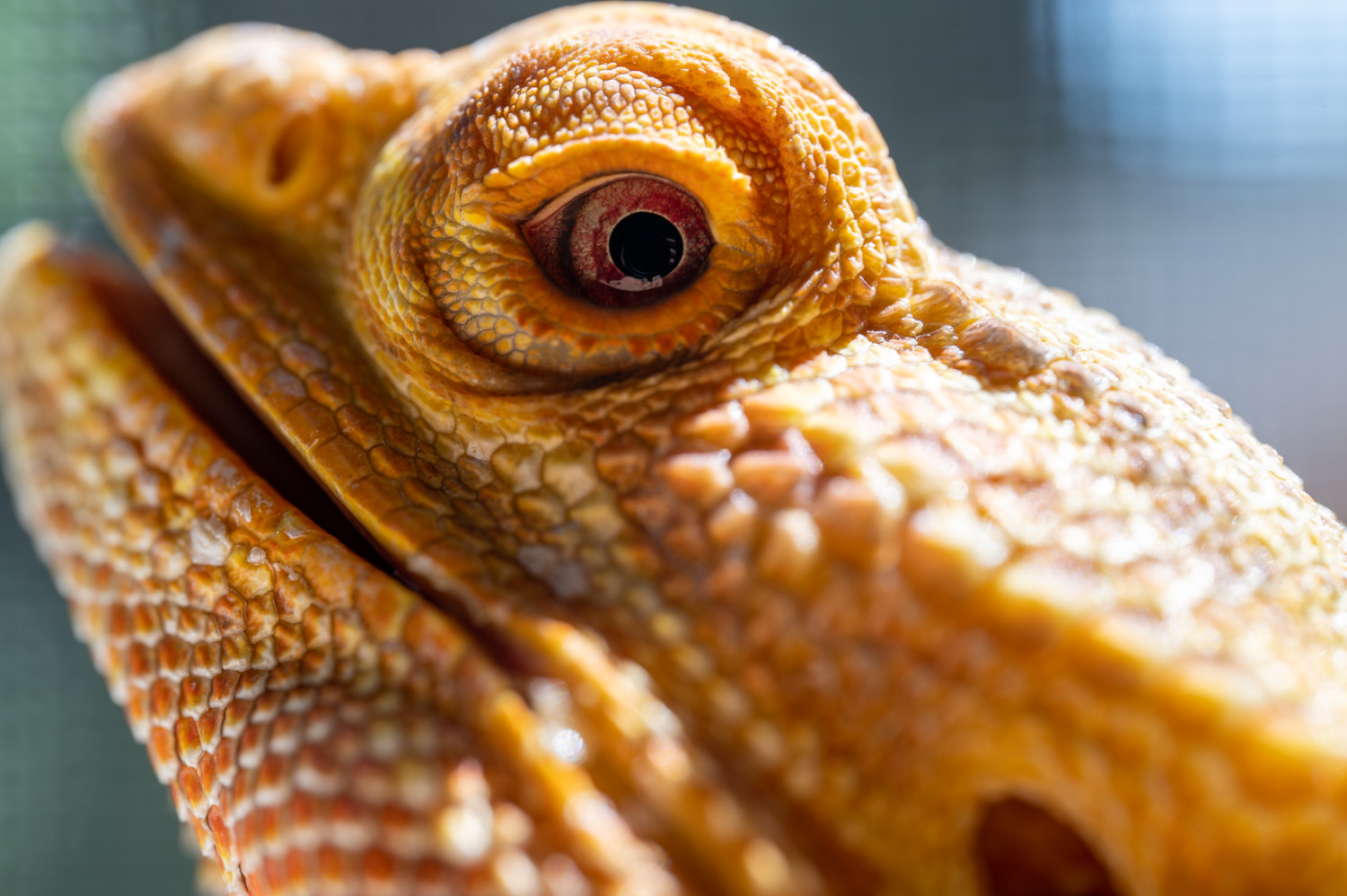 Laowa 58mm f/2.8 Macro Lens Review: Impressive, Affordable, Versatile ...