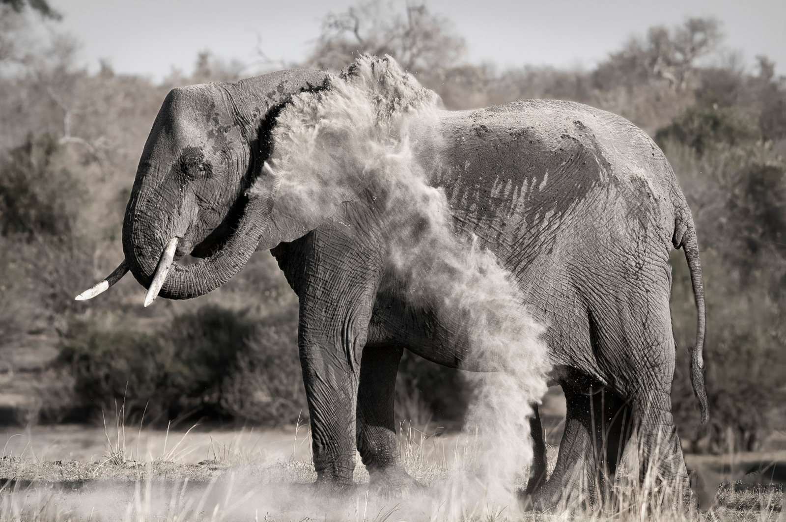 9 Tips For Capturing Wildlife in Motion | PetaPixel