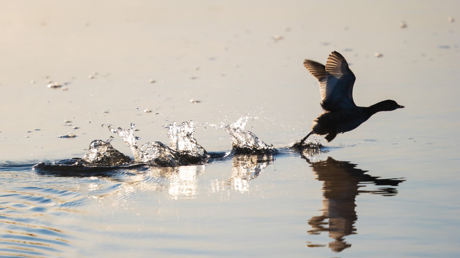 9 Tips For Capturing Wildlife in Motion | PetaPixel