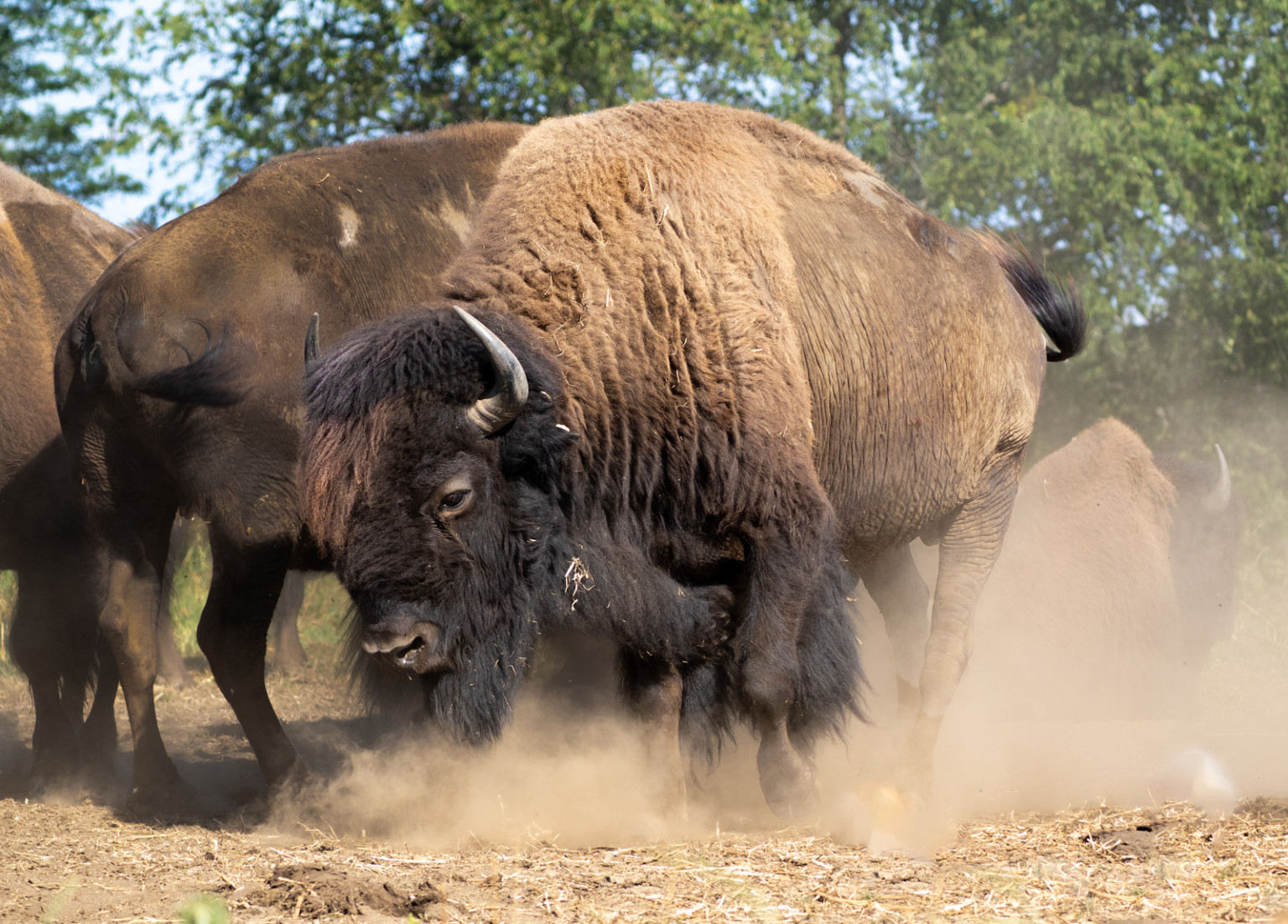 9 Tips For Capturing Wildlife in Motion | PetaPixel