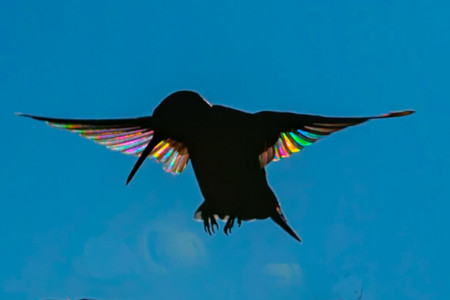 Photographer Waits Three Summers to Recreate Hummingbird Prism Shots ...