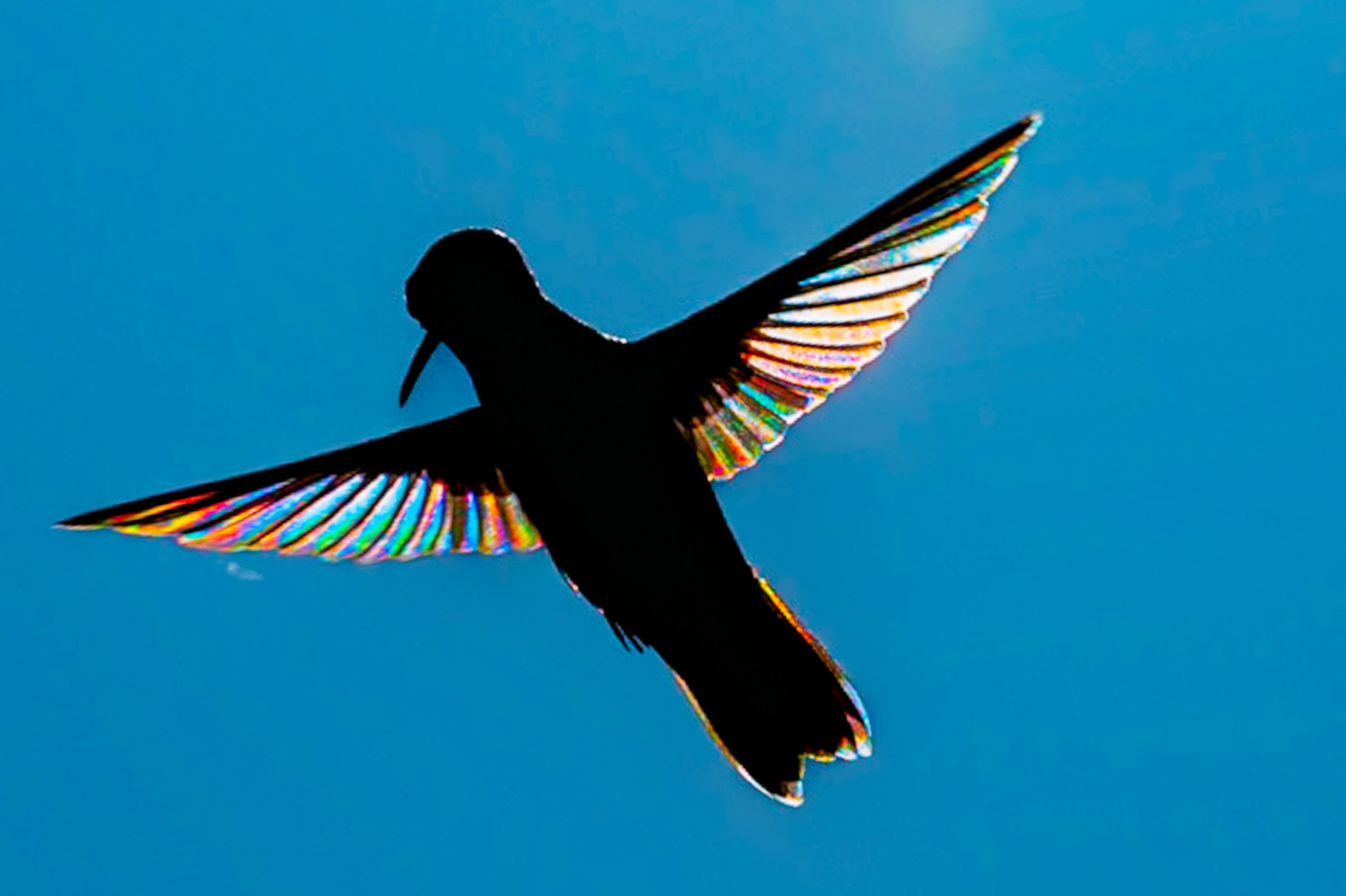 Photographer Waits Three Summers to Recreate Hummingbird Prism Shots ...