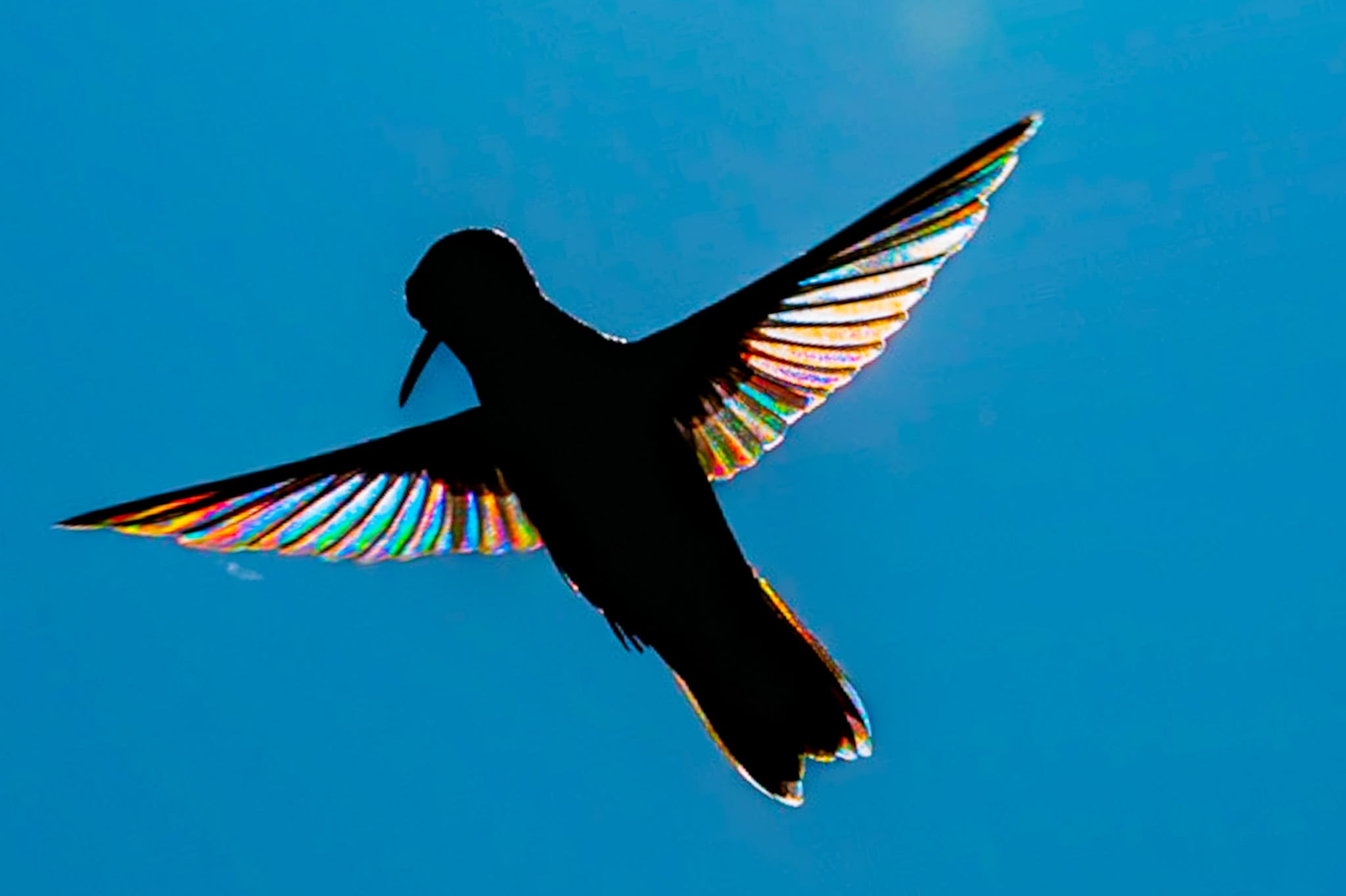 Photographer Waits Three Summers to Recreate Hummingbird Prism Shots ...