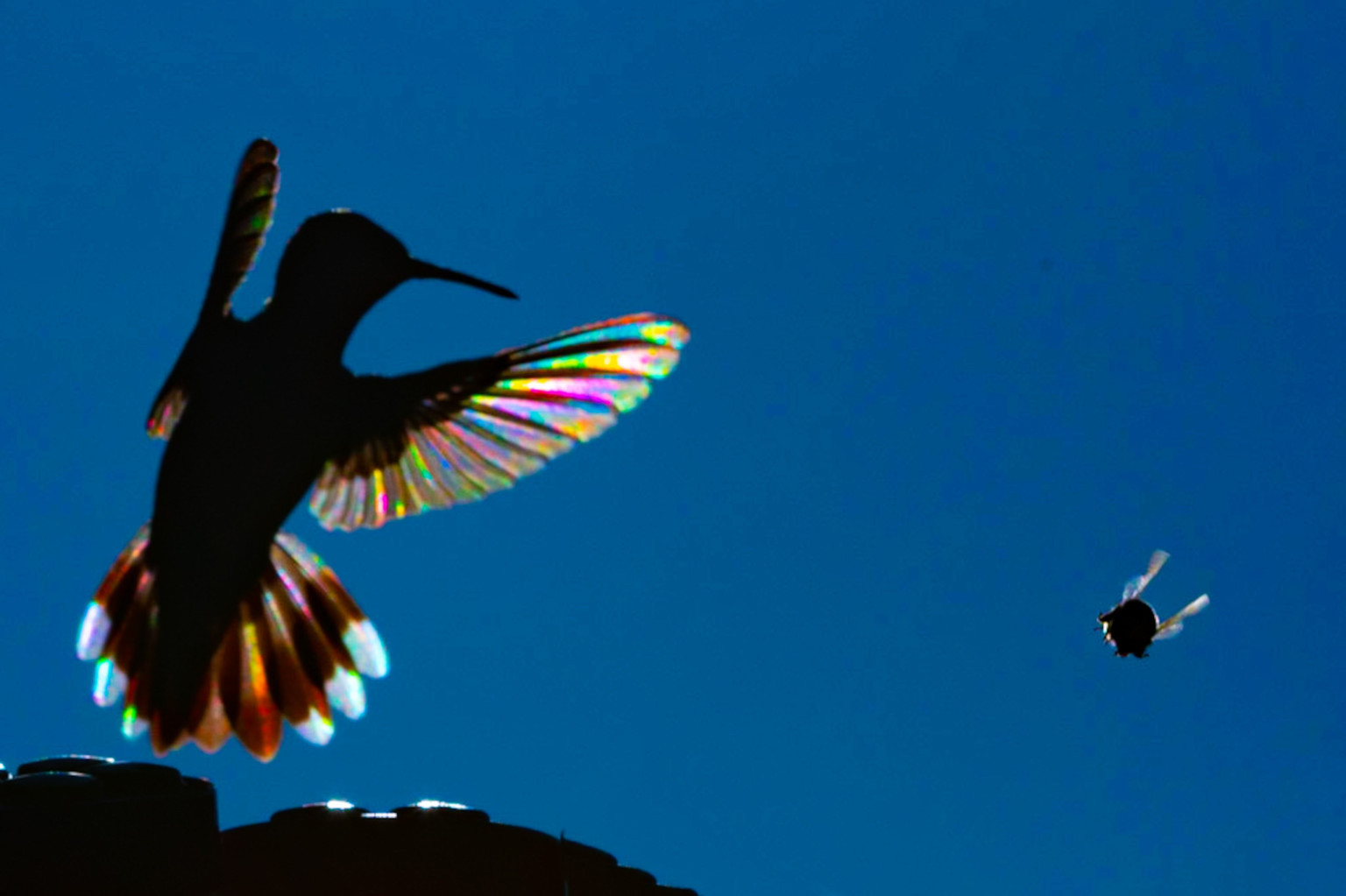 Photographer Waits Three Summers to Recreate Hummingbird Prism Shots ...