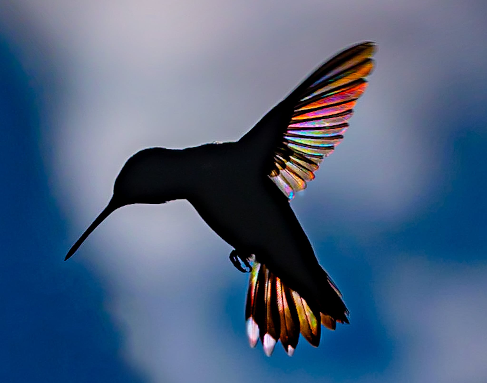 Photographer Waits Three Summers to Recreate Hummingbird Prism Shots ...