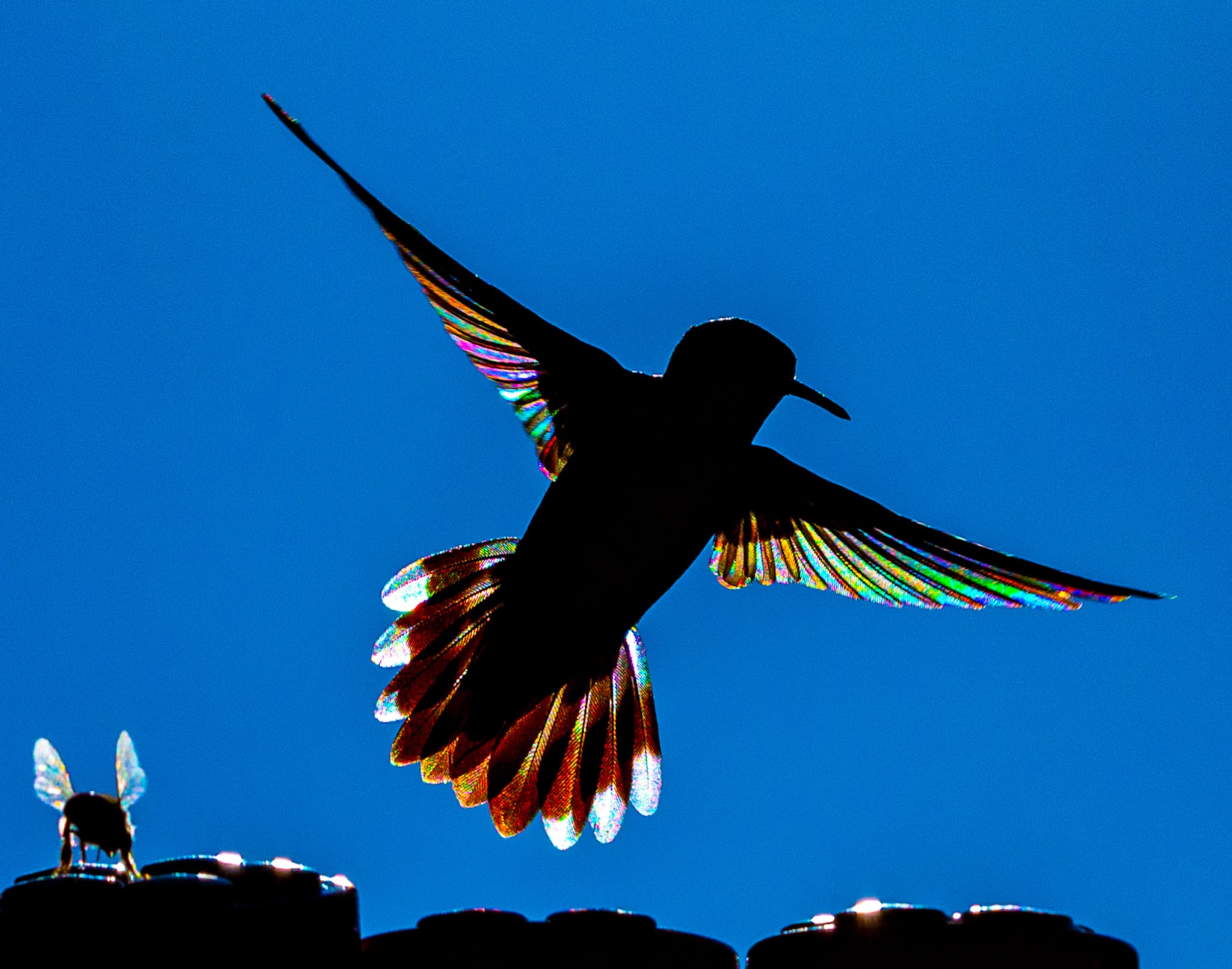 Photographer Waits Three Summers to Recreate Hummingbird Prism Shots ...