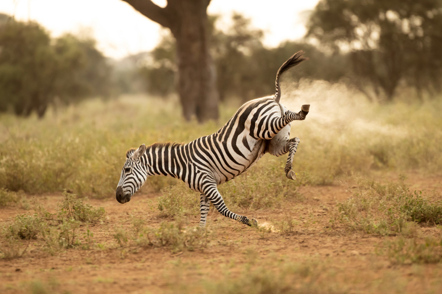 The Funniest Finalists of the 2022 Comedy Wildlife Photo Awards | PetaPixel