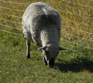 Sony Alpha 7R V Review: A Marriage of Performance and Power | PetaPixel