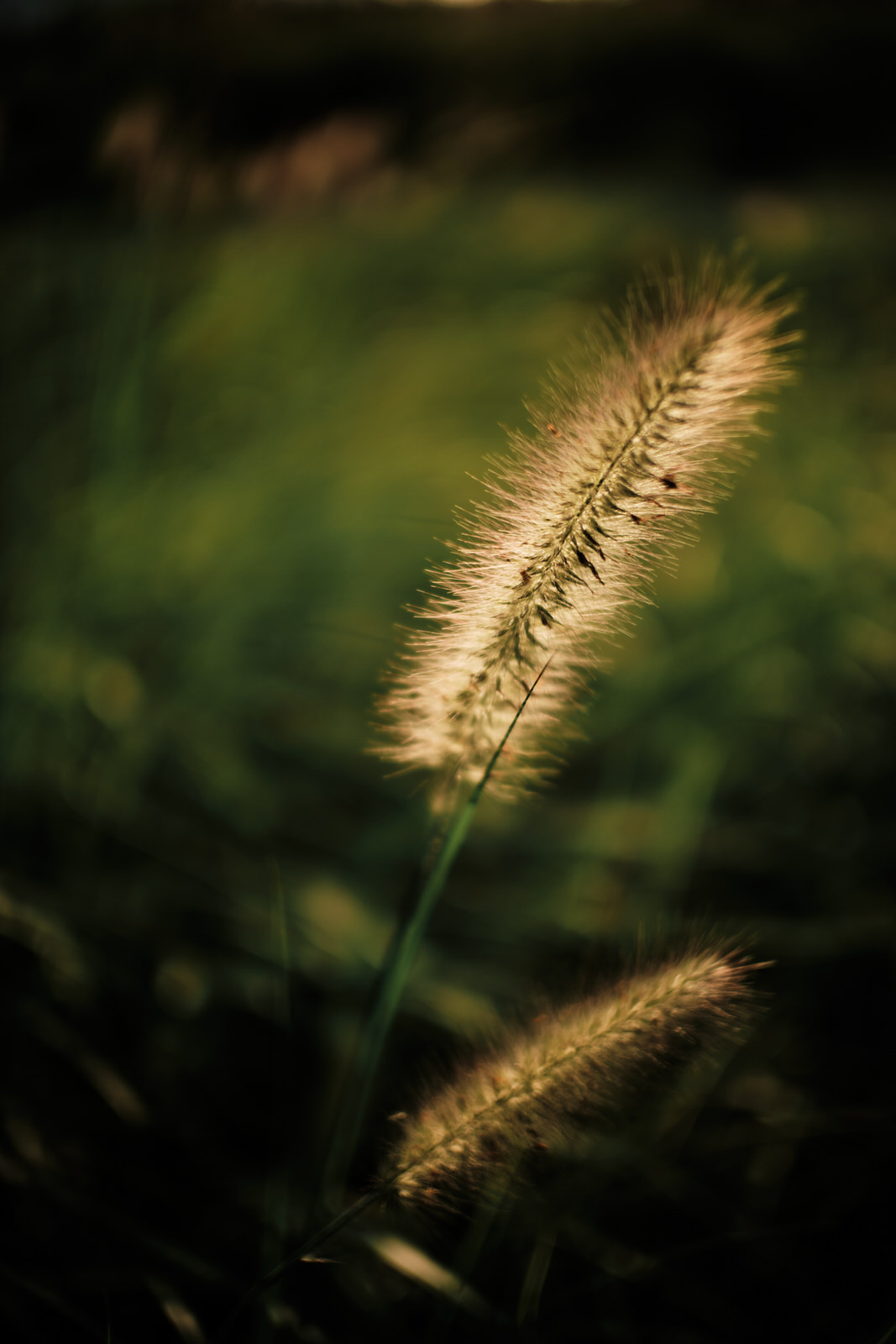 Venus Optics Unveils Laowa Argus 18mm f/0.95 MFT, 25mm f/0.95 APS-C ...