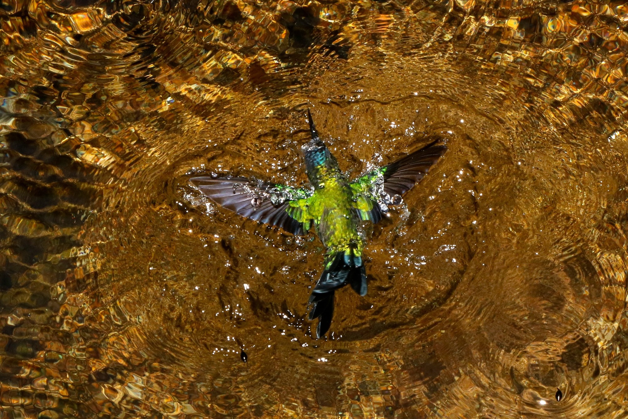 Masterful Bird Photos Taken Over Eight Years in the Rainforest | PetaPixel