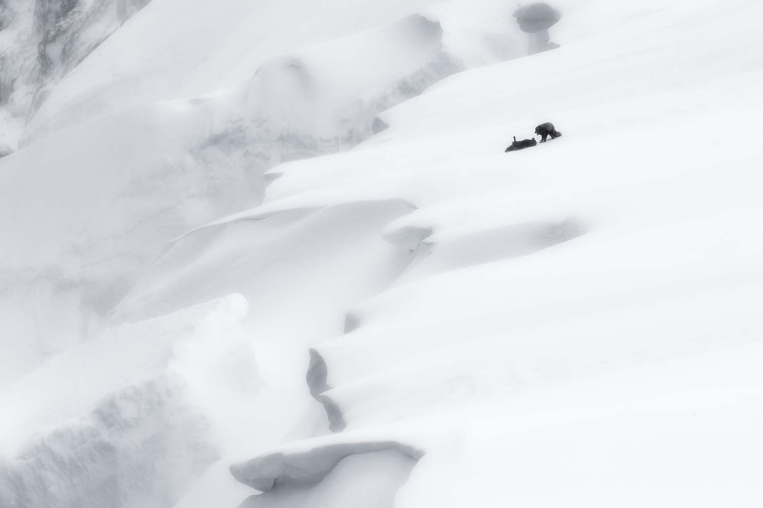 Underwater Photo of Hippos Wins European Wildlife Photographer of the ...