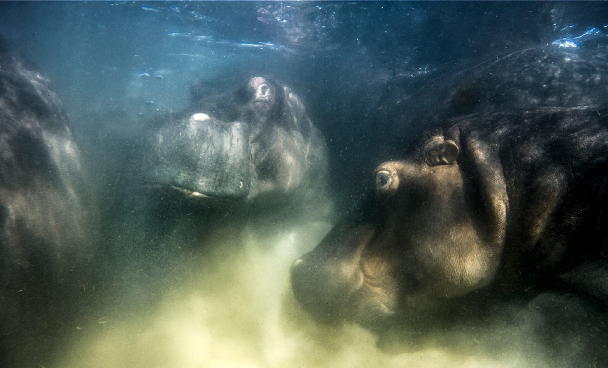 Underwater Photo of Hippos Wins European Wildlife Photographer of the ...