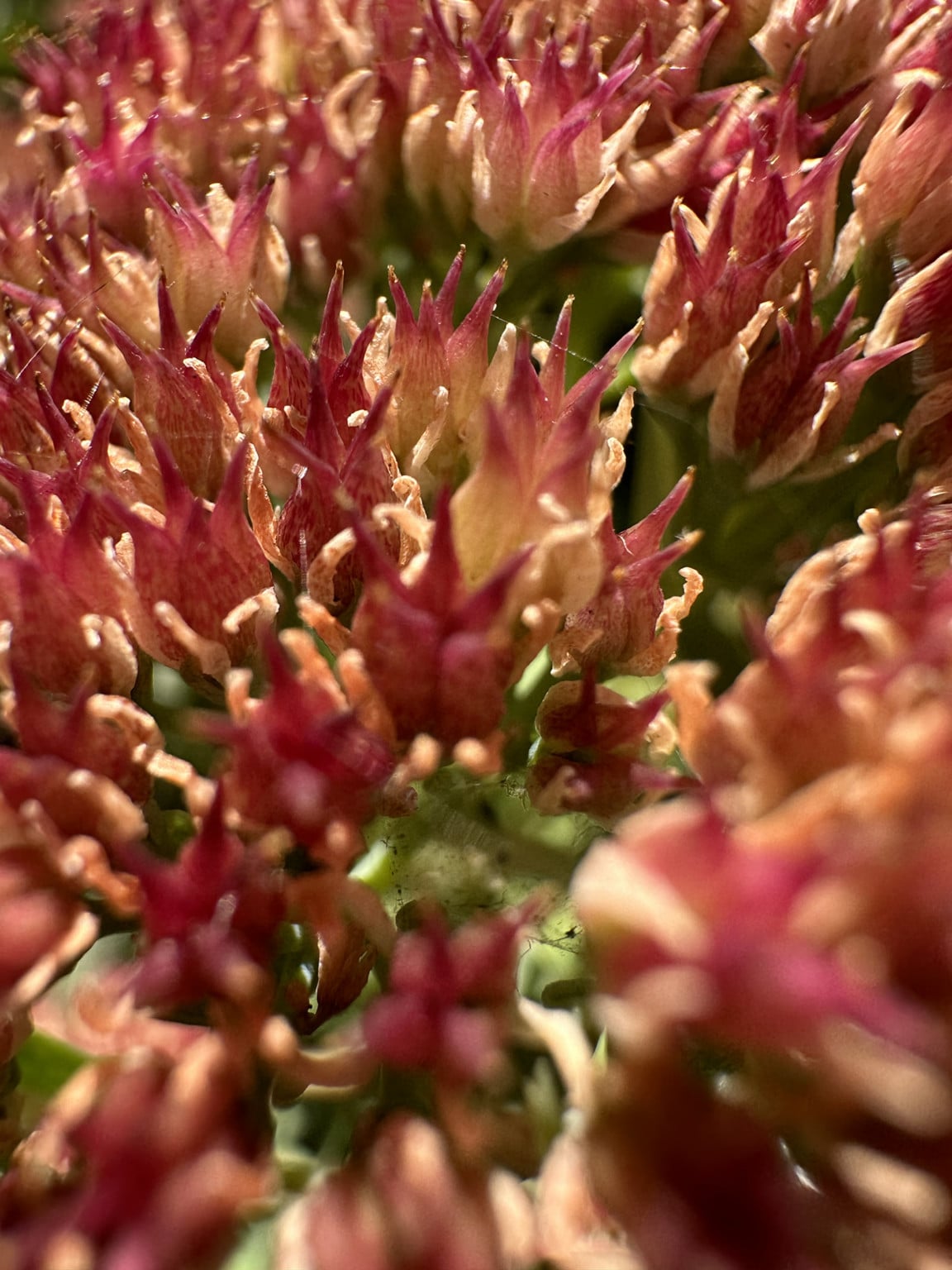 Apple iPhone 14 Pro Review: The Only Camera You Really Need | PetaPixel