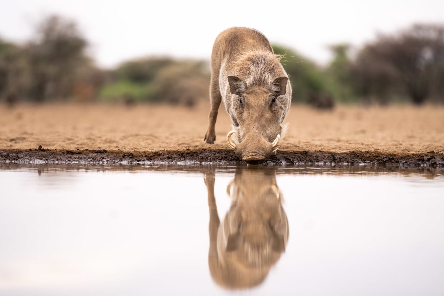 Photographer Builds African Watering Hole to Capture Amazing Photos ...