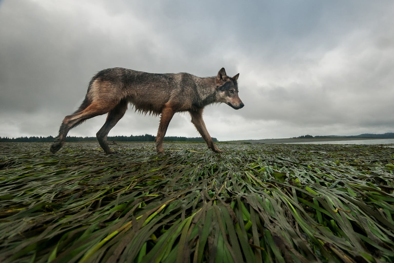 The 25 People's Choice Finalists of Wildlife Photographer of the Year ...