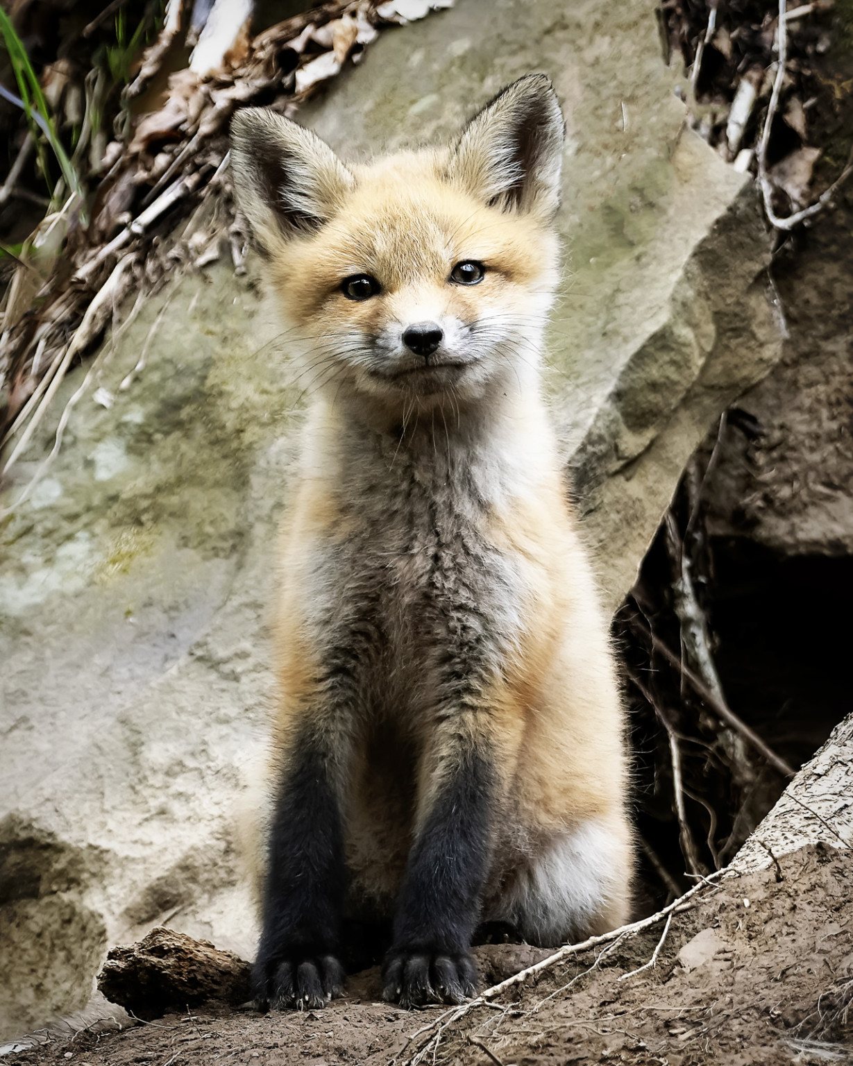 The Winners of PetaPixel’s Wild Personalities Photo Contest | PetaPixel