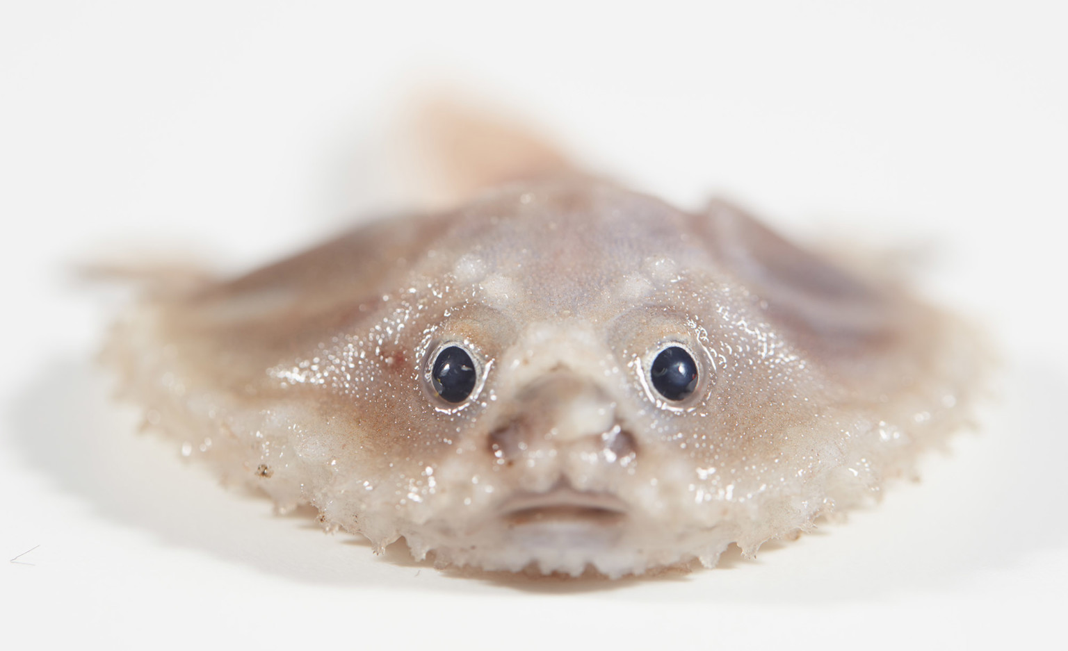 Photos of Newly Discovered Deep-Sea Creatures Living in the Remote ...