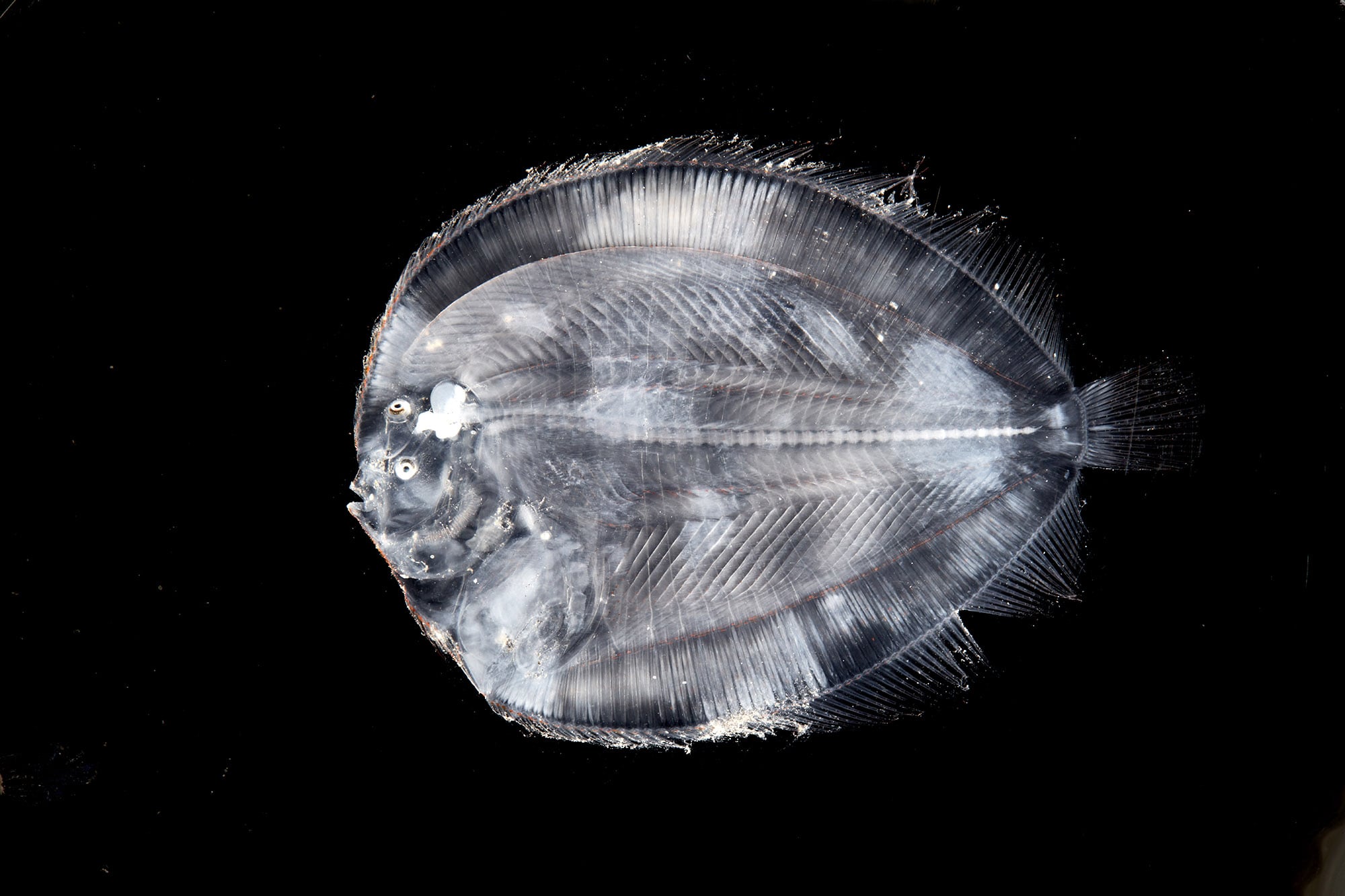 Photos of Newly Discovered Deep-Sea Creatures Living in the Remote ...