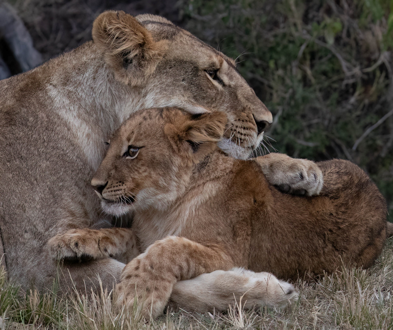 The Winners of PetaPixel’s Wild Personalities Photo Contest | PetaPixel