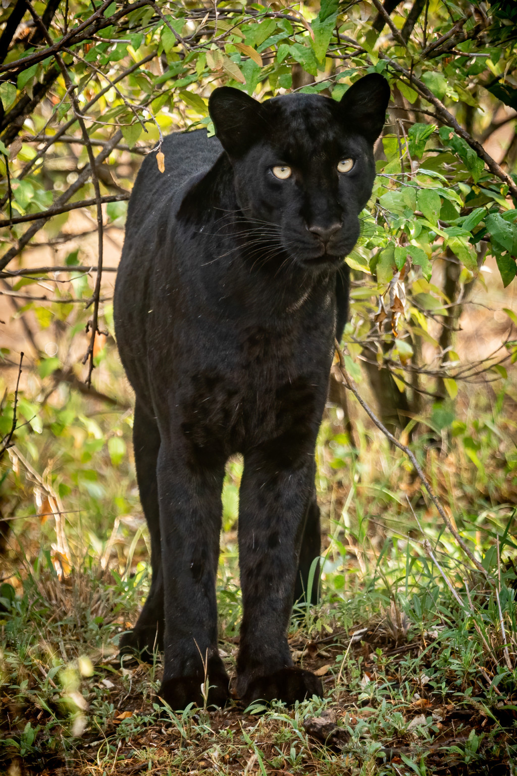Photographer Tracks Down Ultra-Rare Black Panther in Africa | PetaPixel