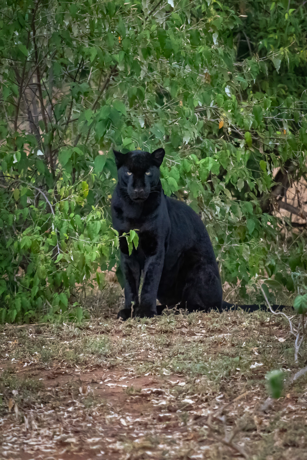 Photographer Tracks Down Ultra-Rare Black Panther in Africa | PetaPixel