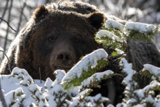 Photographer's Encounter with Huge Grizzly Bear Known as 'The Boss ...