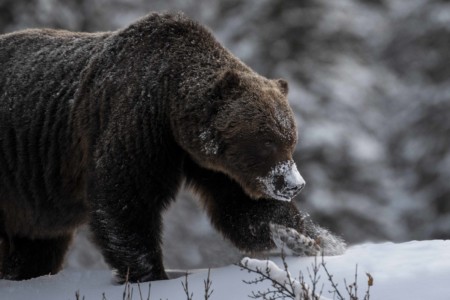 Photographer's Encounter with Huge Grizzly Bear Known as 'The Boss ...