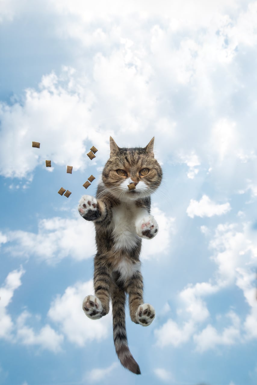 Photographer Becomes Online Sensation With Stunning Cat Portraits ...
