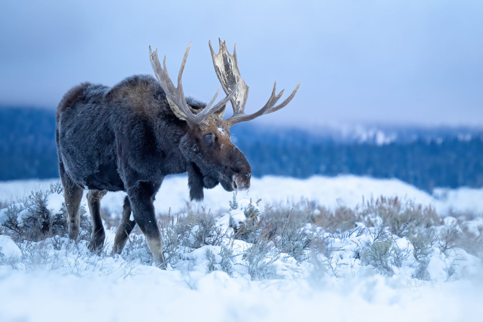 Ethical Wildlife Photography: A Field Guide to Photographing Animals ...