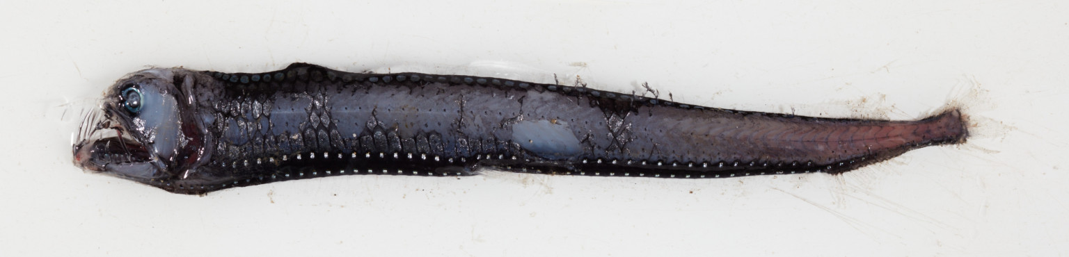 Photos of Newly Discovered Deep-Sea Creatures Living in the Remote ...
