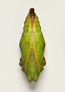 Fascinating Macro Photos Look at the Diverse Design of Butterly Pupae ...