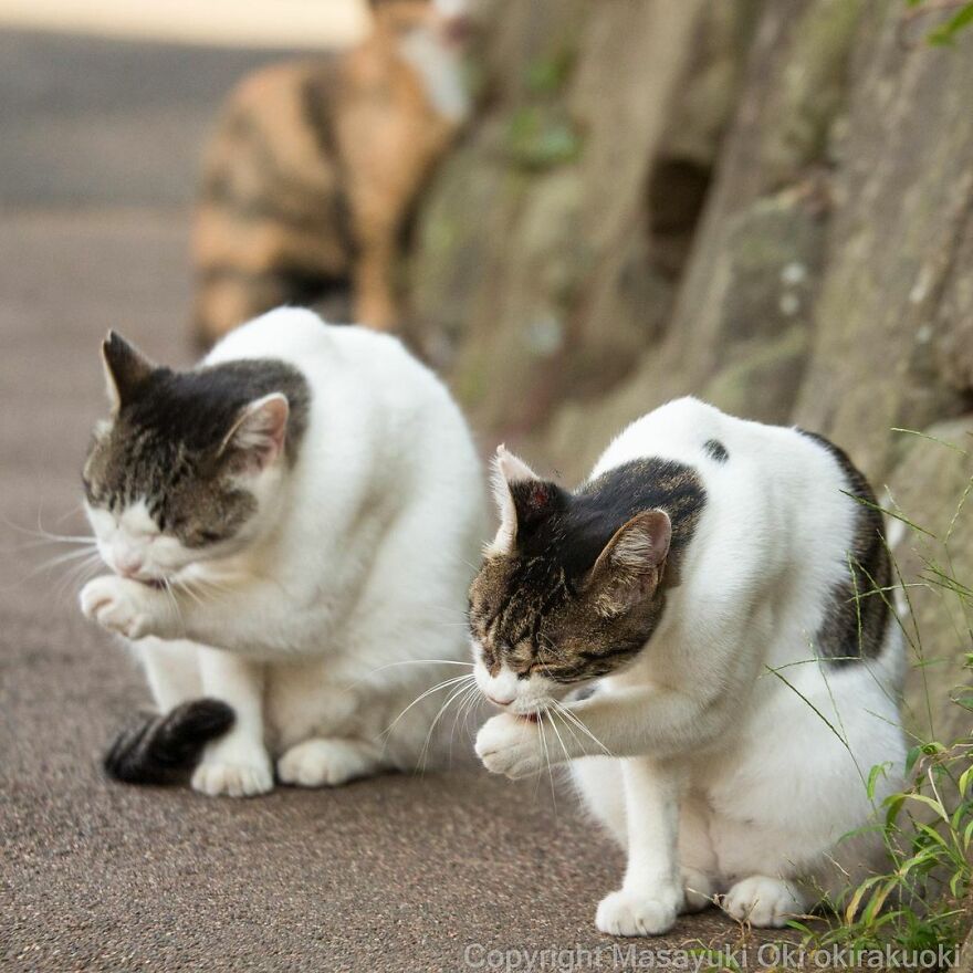 Photographer Captures Comedic Stray Cats on the Streets of Tokyo ...